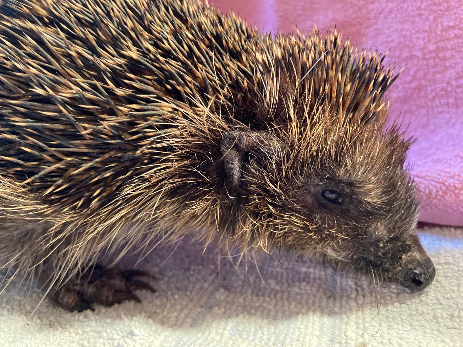 Igel -Notfall – Igelhilfeverein e.V.